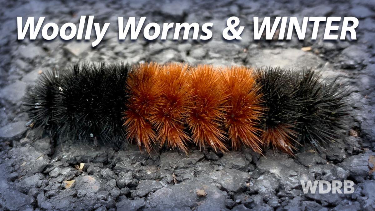 WOOLLY WORMS! What Do They Indicate For The Upcoming Winter Season ...