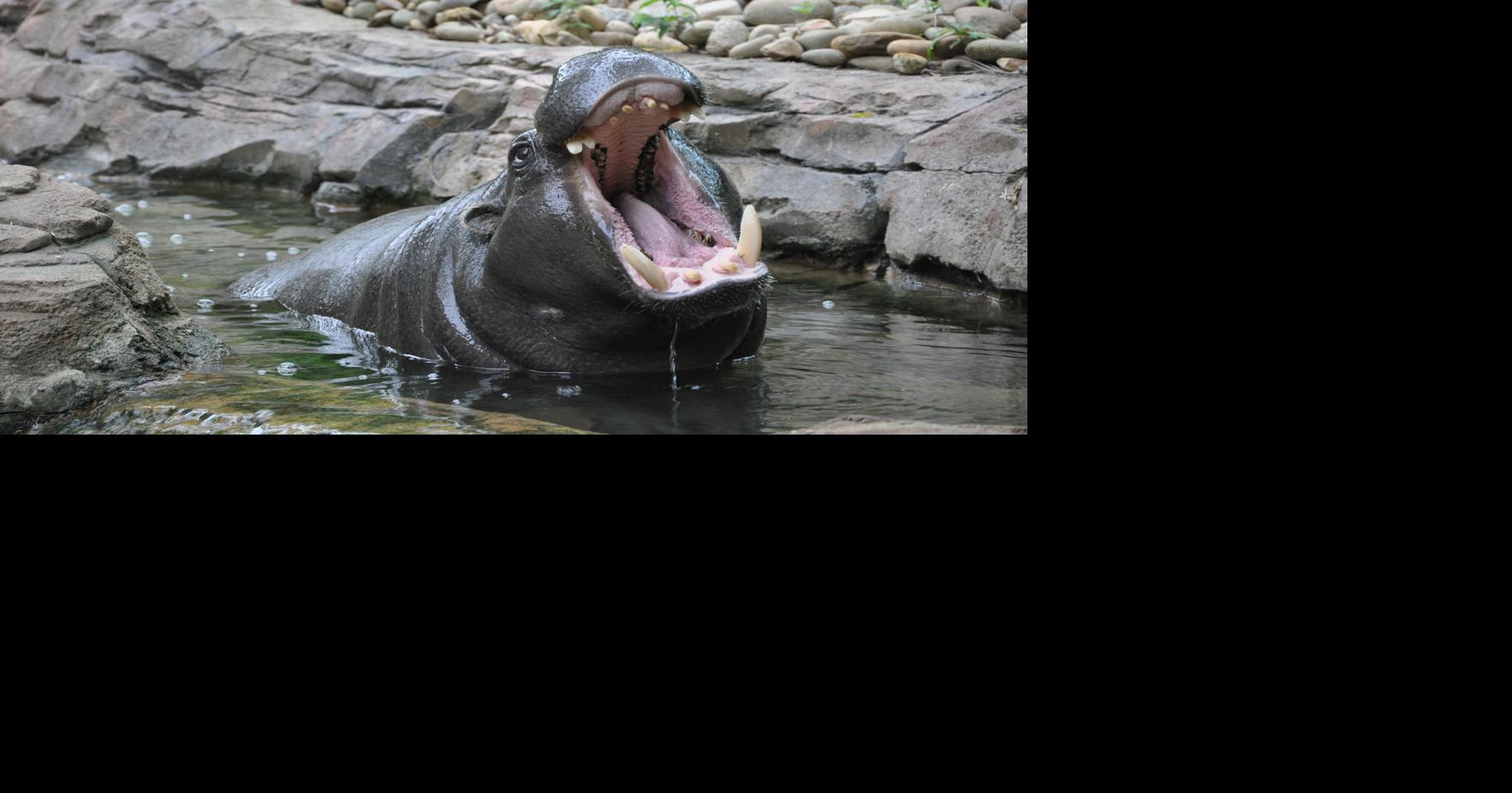Louisville Zoo's hippo Hope dies days before her 25th birthday | Local ...