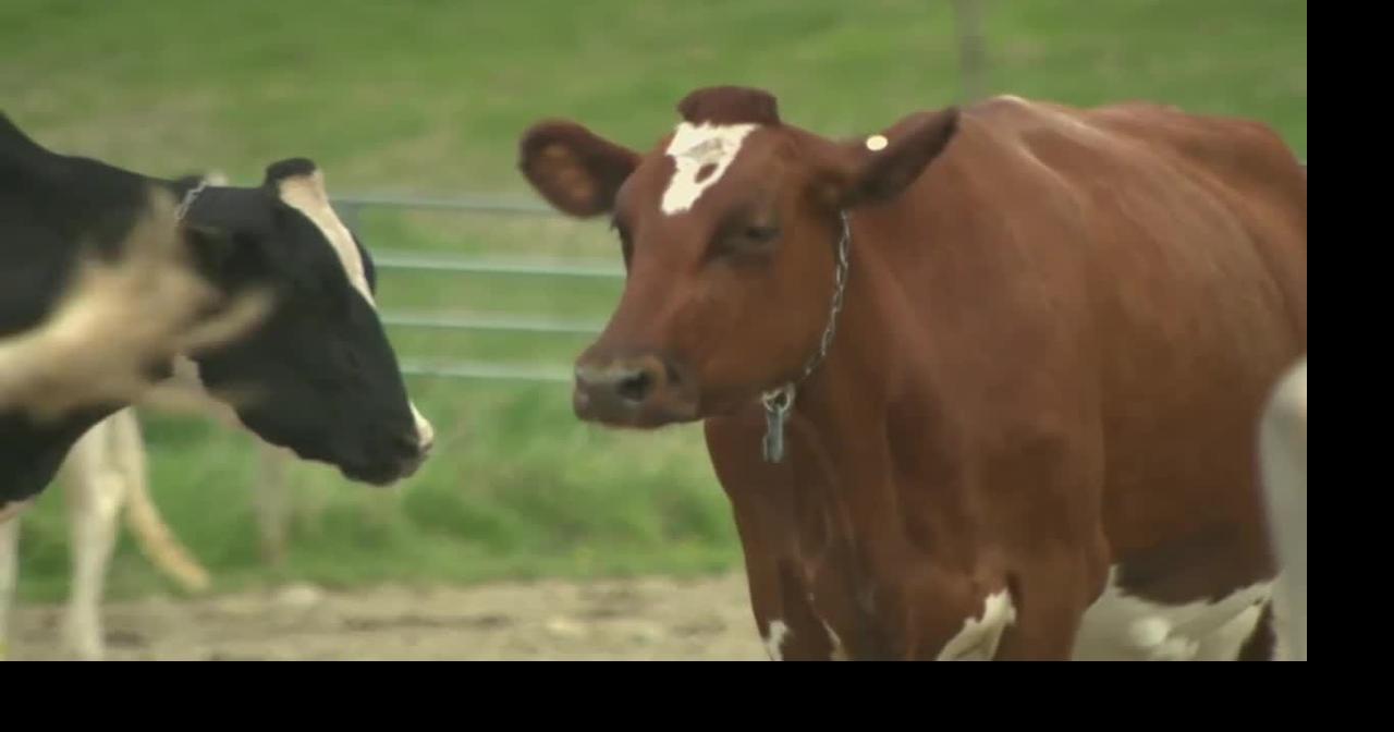 Denmark to become first country in the world to impose carbon tax for ...