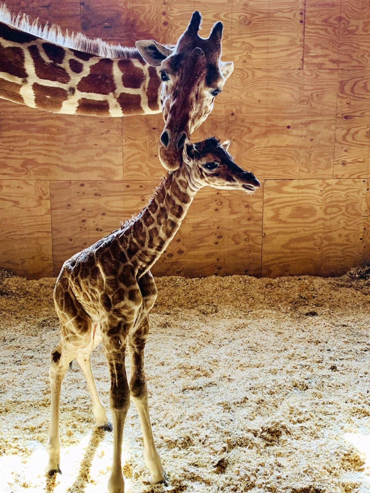 April the Giraffe, made a worldwide celebrity for live-streamed labor ...