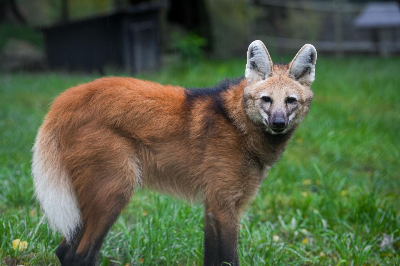 Louisville Zoo welcomes male maned wolf named Chrys | Local News | wdrb.com