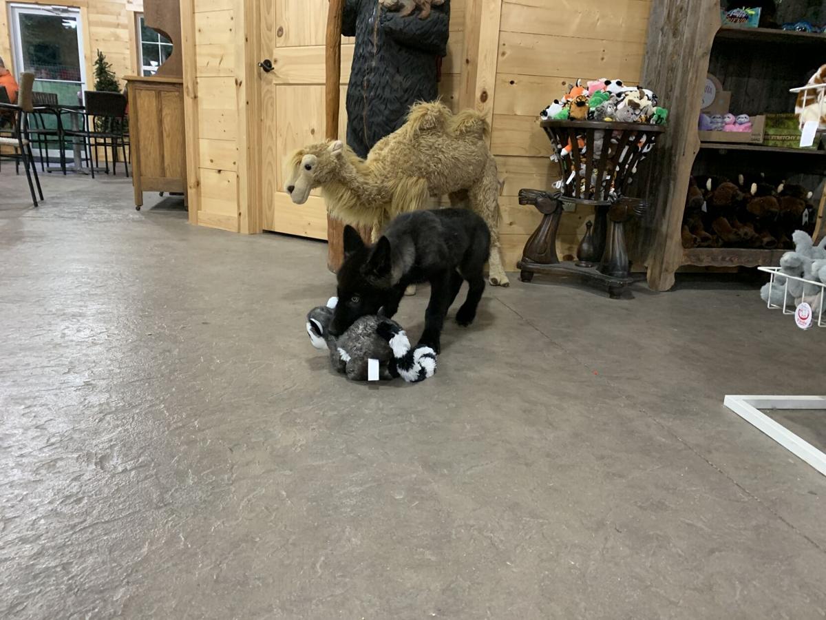 Wilstem Wildlife Park (72).JPG | | wdrb.com