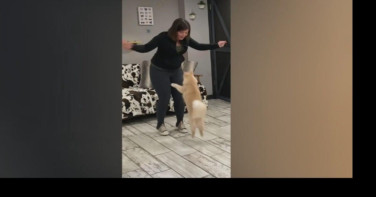 Jump roping cat sets new Guinness record | Wdrb-video | wdrb.com