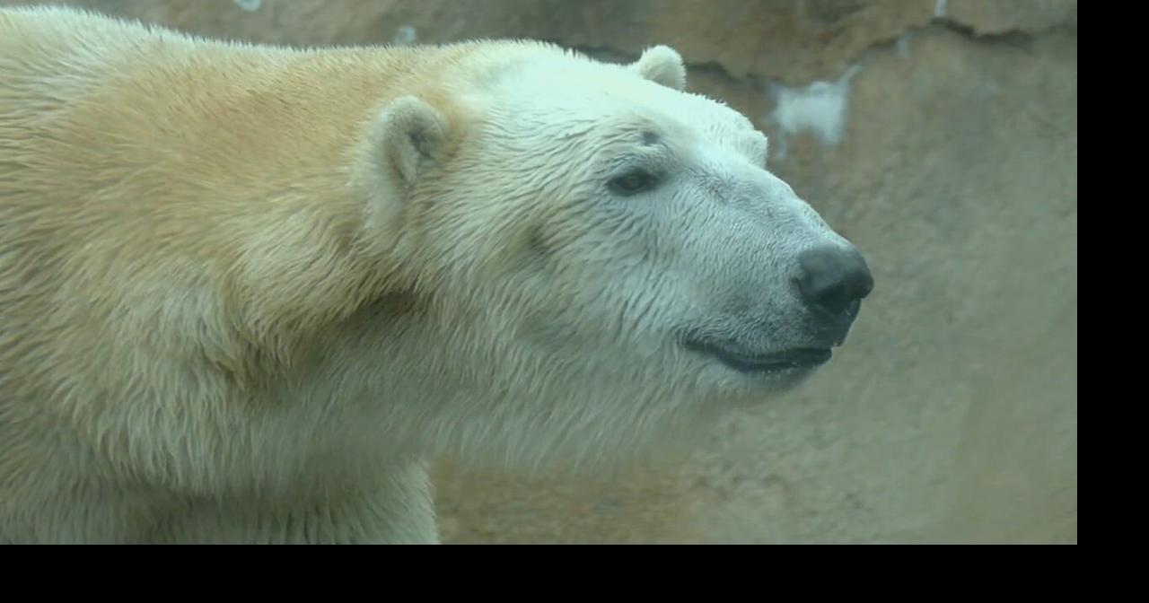 Louisville Zoo says potential match between Qannik and new polar bear Bo could help promote ...