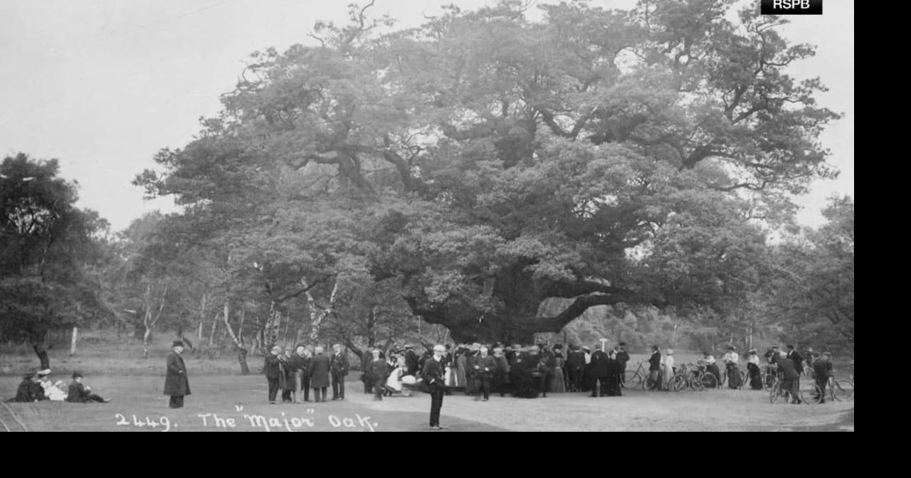 Ancient tree linked to famed outlaw Robin Hood dies | Wdrb-video | wdrb.com