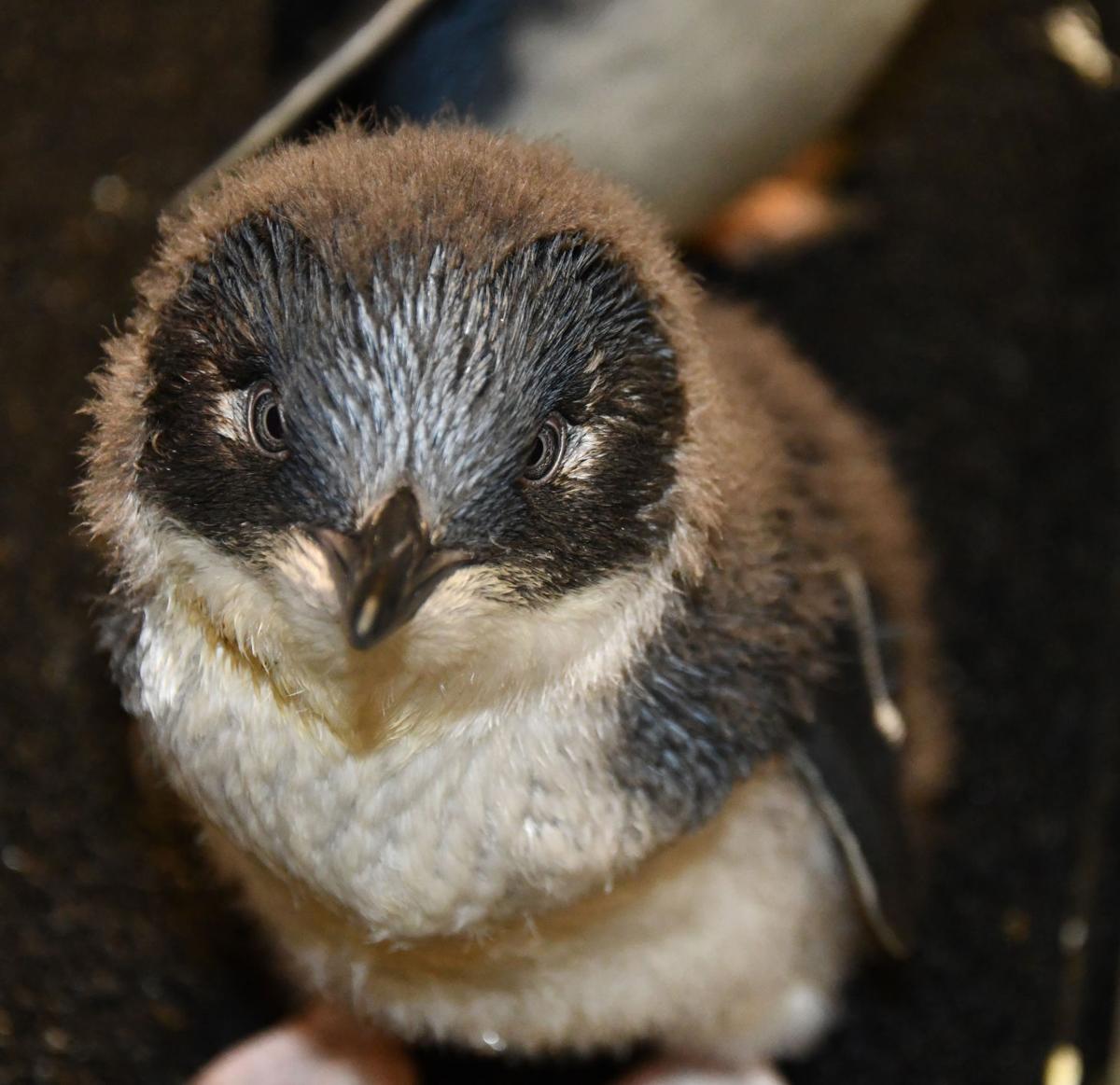 IMAGES | Four baby penguins hatch at Louisville Zoo | Community | wdrb.com