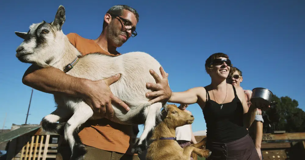 Jason Jimenez and Jess Kurtz load Belmont goats | | wdrb.com