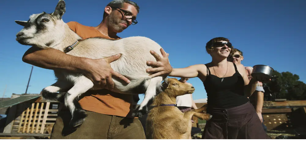 Jason Jimenez and Jess Kurtz load Belmont goats | | wdrb.com