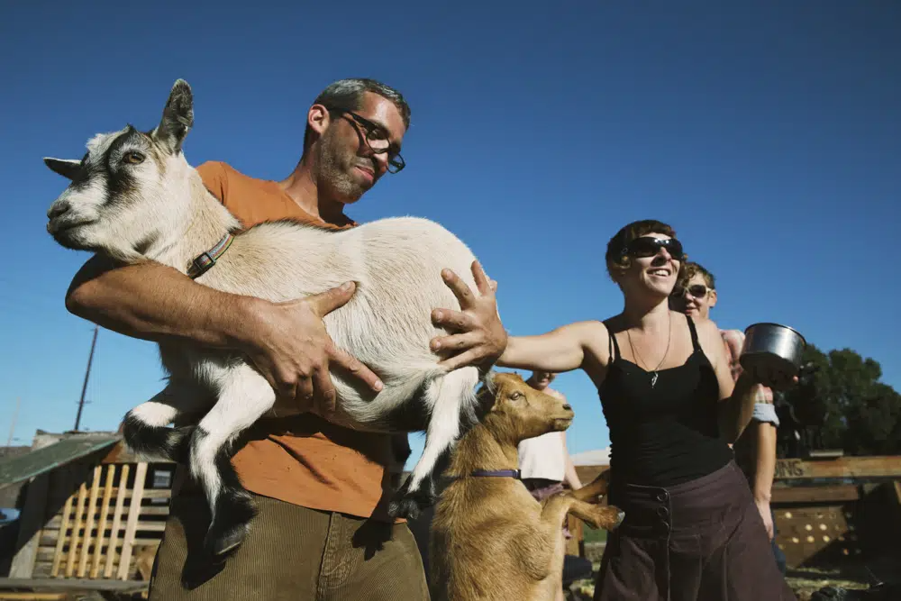Jason Jimenez and Jess Kurtz load Belmont goats | | wdrb.com