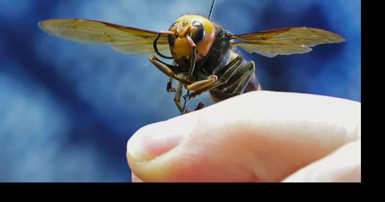 Asian 'murder hornet' eradicated in United States, officials say ...