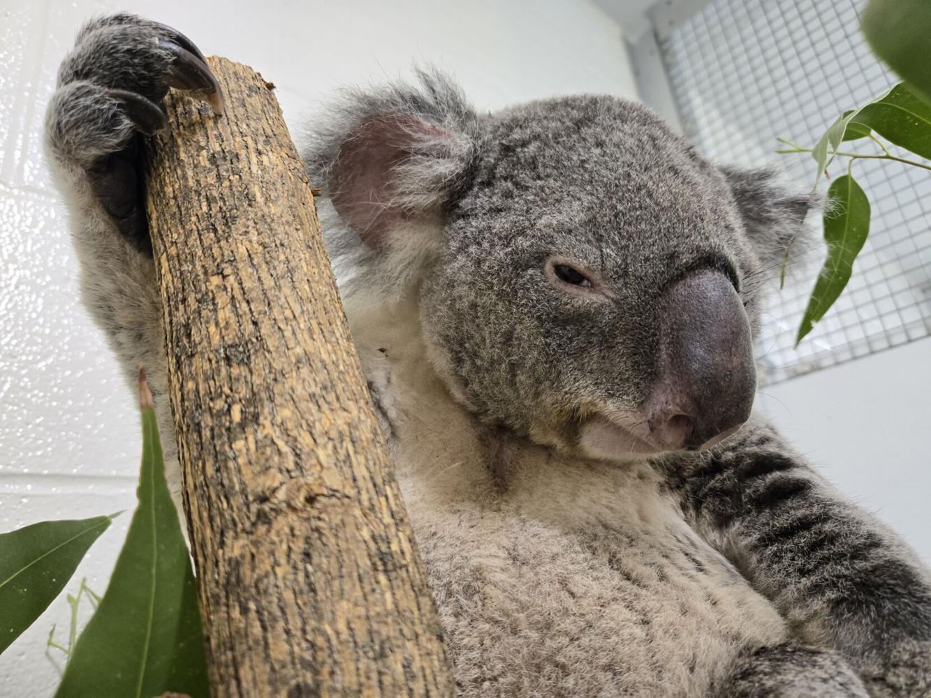 Louisville Zoo welcomes 2 koalas from West Coast | Community events ...
