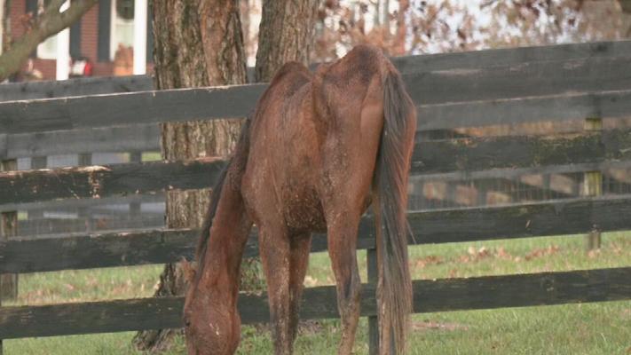 Famous racehorse among 13 severely neglected horses rescued from ...