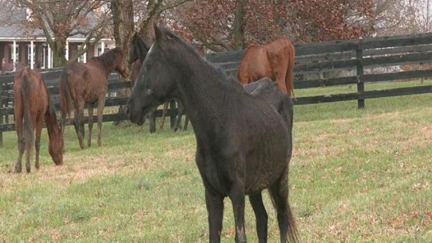 Famous racehorse among 13 severely neglected horses rescued from ...