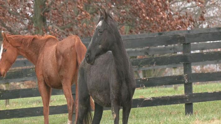 Famous racehorse among 13 severely neglected horses rescued from ...