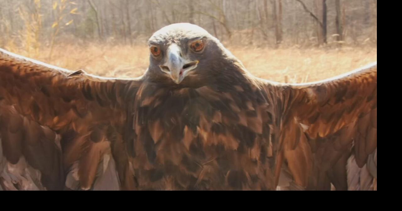 Love is in the air as Bernheim Forest's golden eagle Athena finds new ...