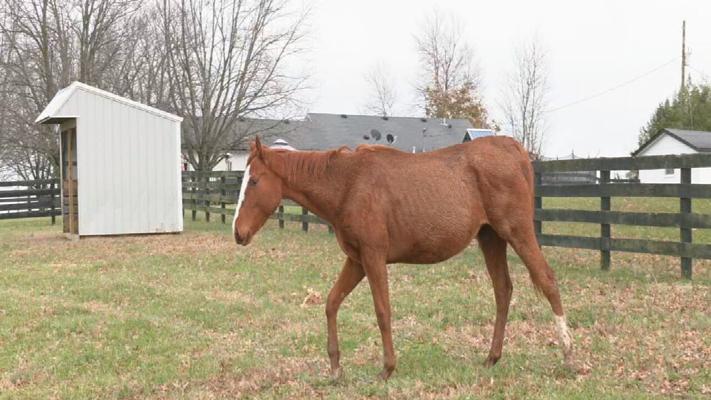 Famous racehorse among 13 severely neglected horses rescued from ...