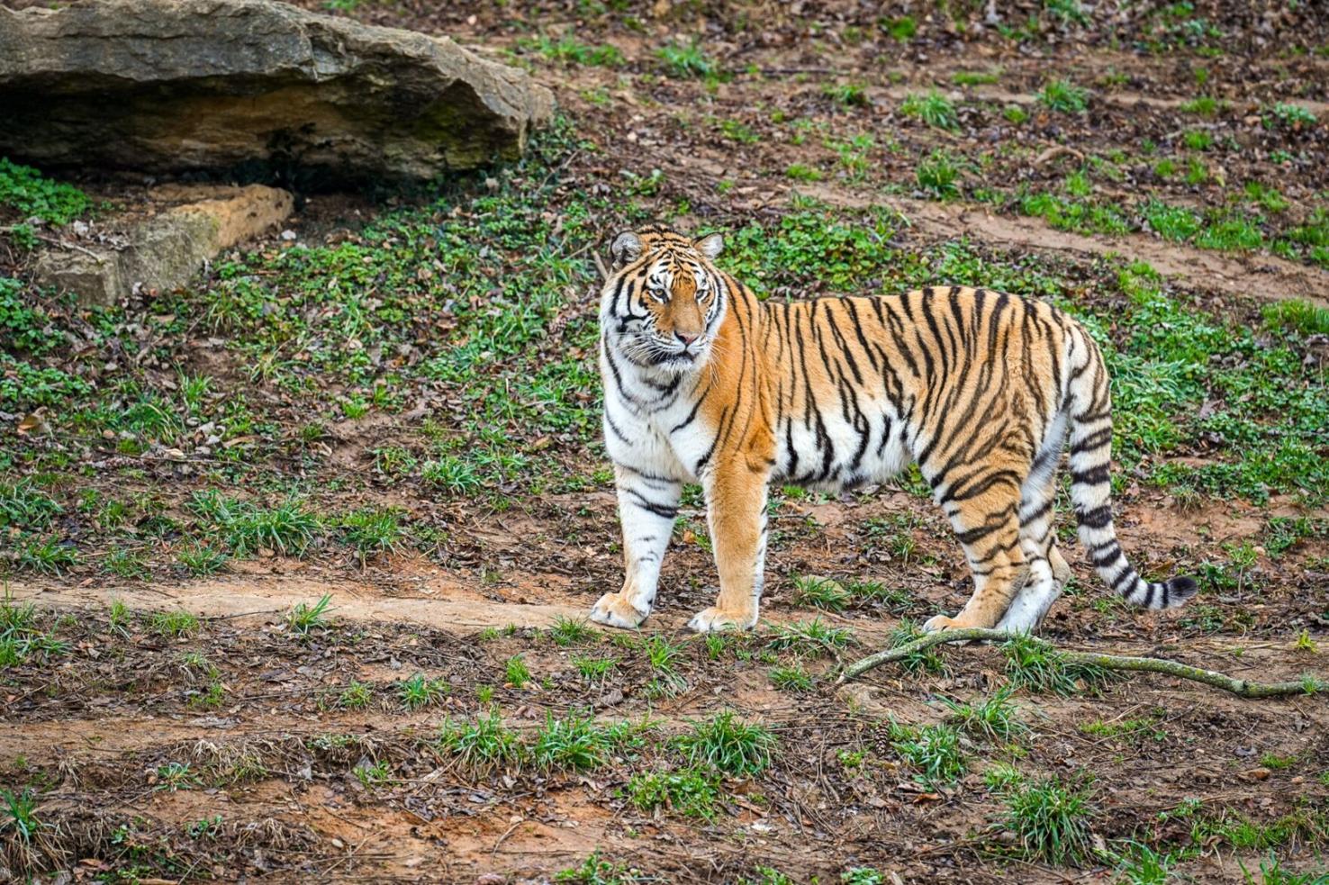 Louisville Zoo celebrates animal birthdays with special treats ...