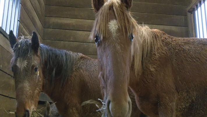 Famous racehorse among 13 severely neglected horses rescued from ...
