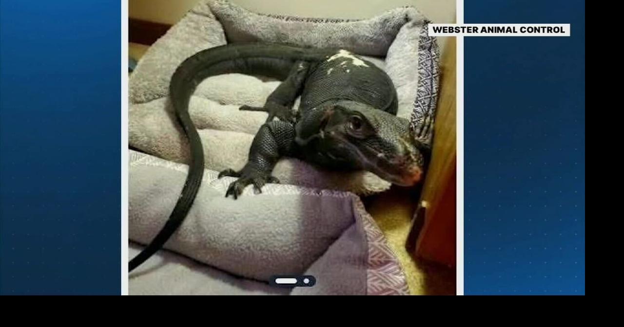5-foot lizard 'Goose' escapes from home in Massachusetts | Wdrb-video ...