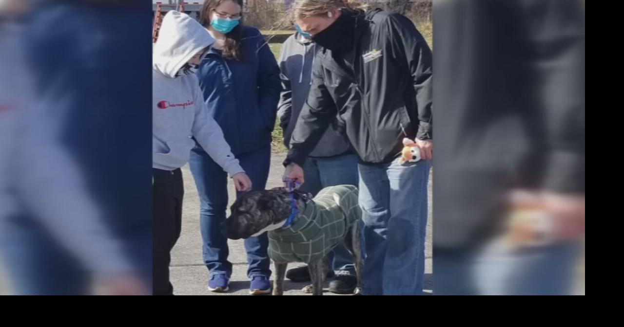 Ethan the rescue dog reunites with family that helped save his life ...