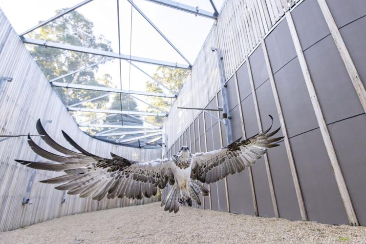 Osprey swoops gracefully after stint in raptor rehab | News ...