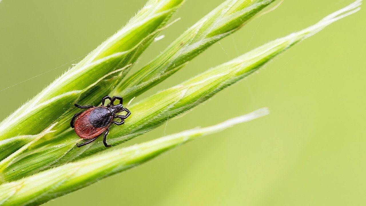 Check yourself or someone else: 2026 is the summer of ticks | Health ...