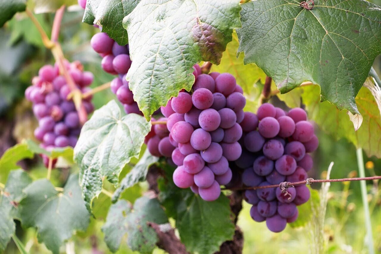 AI-powered grape ripeness detector aims revolutionize wine industry ...