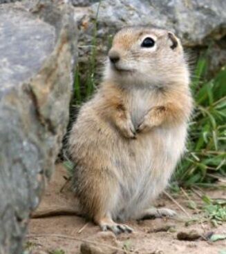 The trouble with squirrels | Empire Press | wenatcheeworld.com