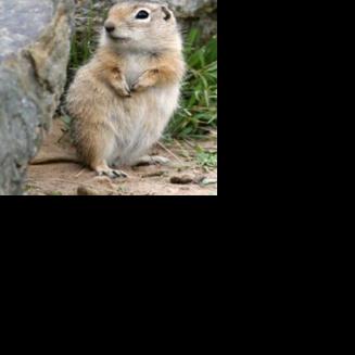 The trouble with squirrels | Empire Press | wenatcheeworld.com