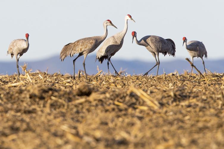 'Ridiculous' but graceful: Thousands of sandhill cranes pass through ...