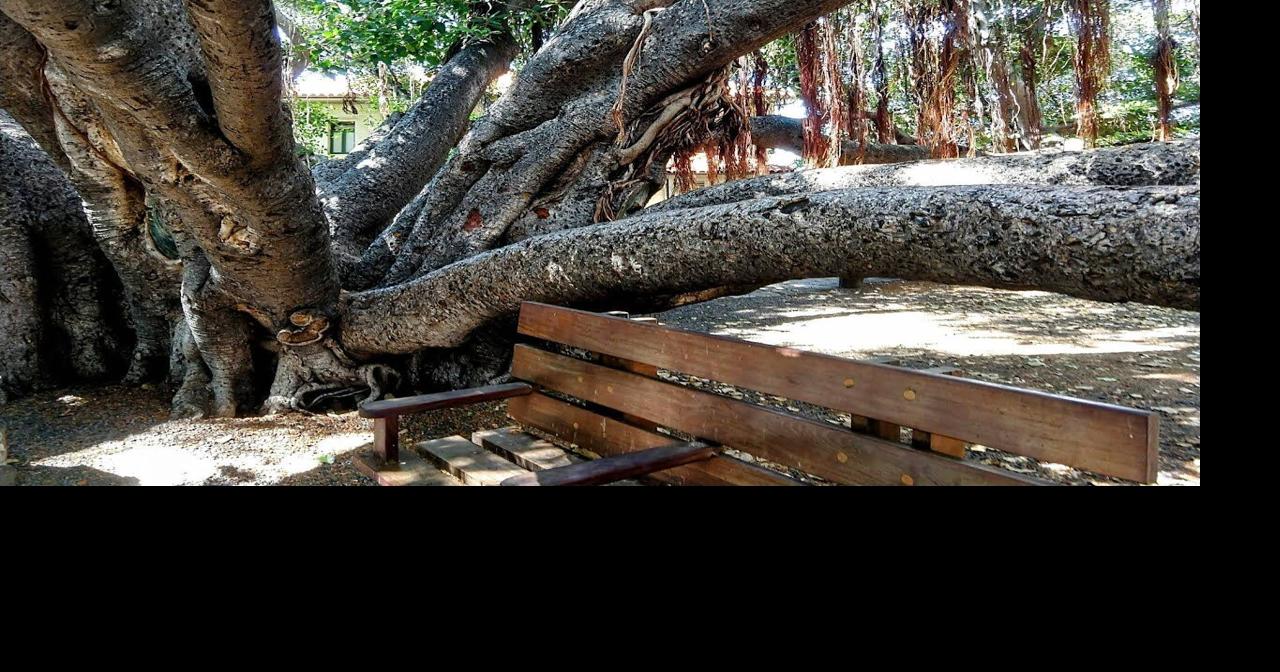 In praise of a family tree | lifestyles | wenatcheeworld.com