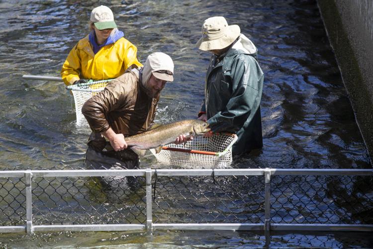 PHOTO GALLERY: Spring Chinook return to hatchery | News ...