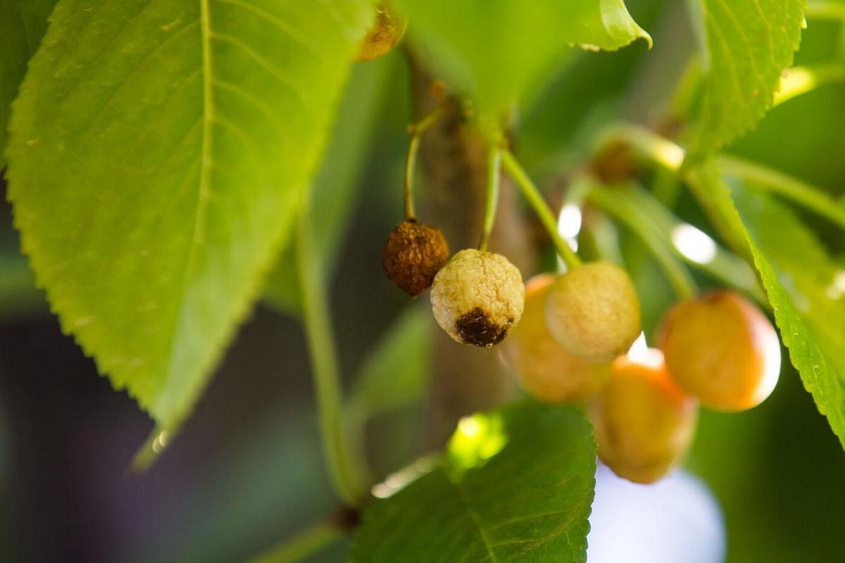Disease, pests, record heat battered cherry growers in 2021 | Business ...