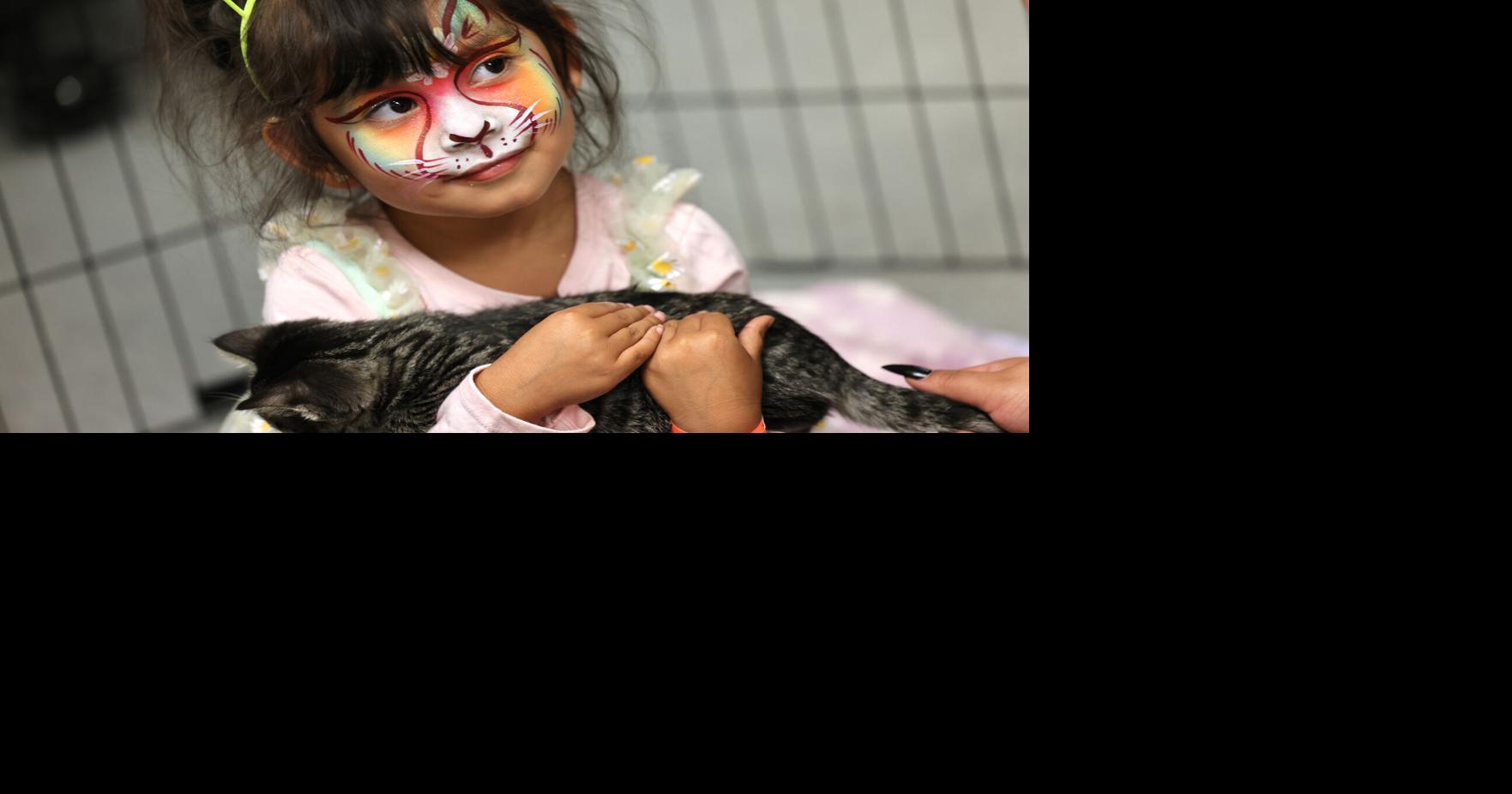 What it's like attending Sea-Meow, the 'Purrcific Northwest' cat ...