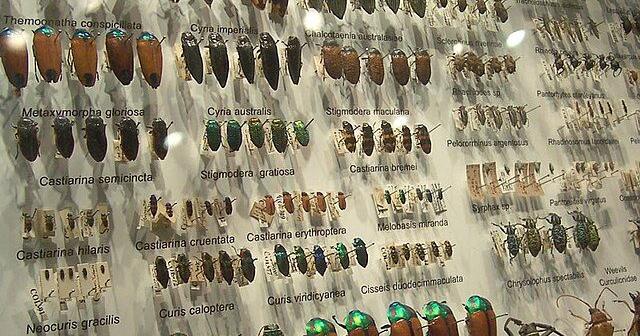 WSU makes strides in digitalizing 3 million insect collection ...
