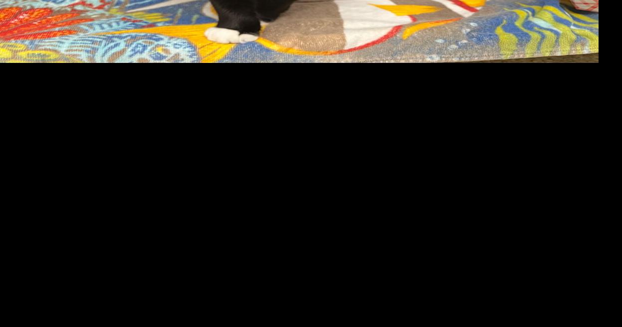 Pet of the Week | Mittens | Empire Press | wenatcheeworld.com