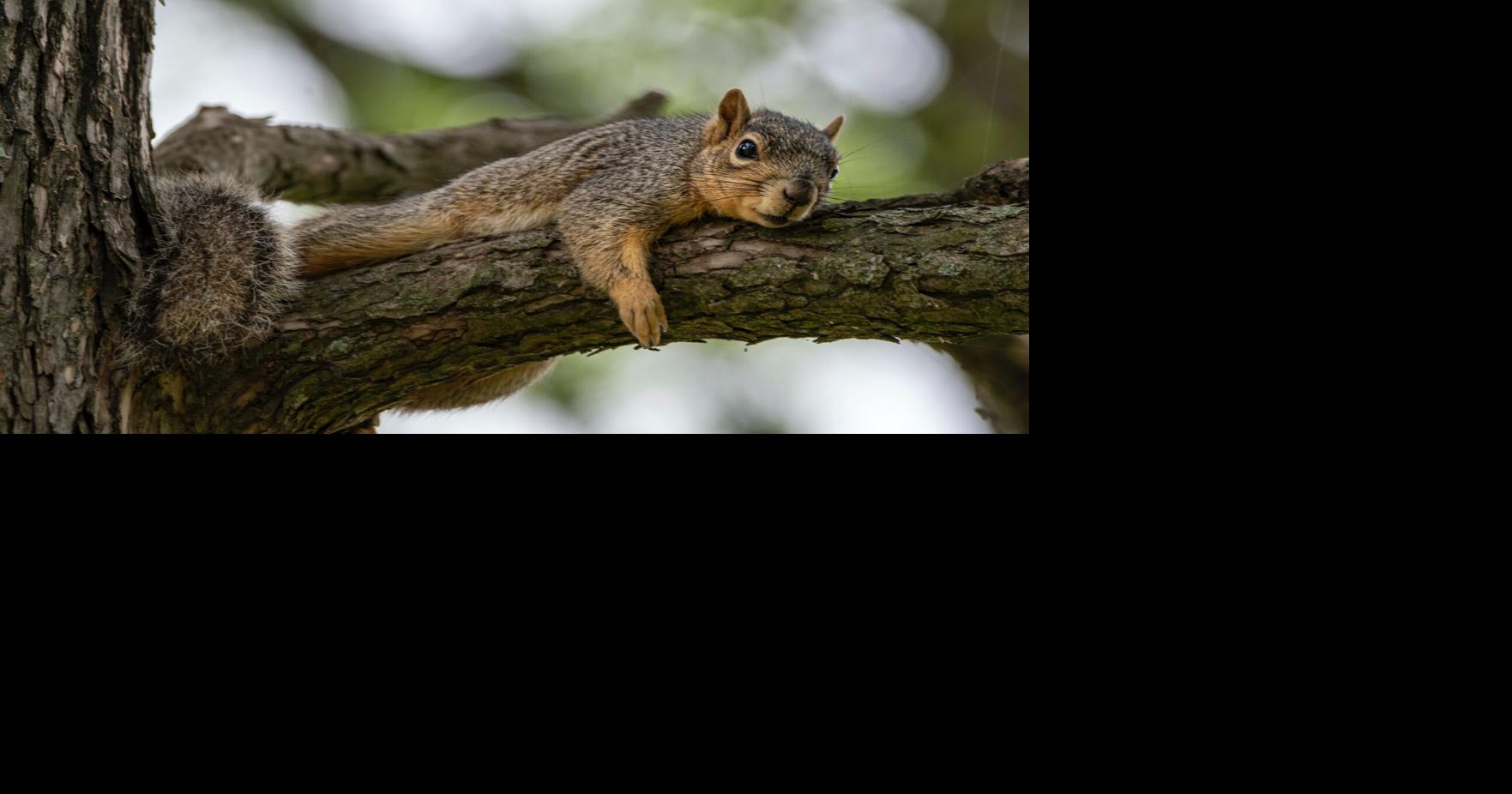 No, that squirrel splaying on the ground isn't hurt or dead. It's ...