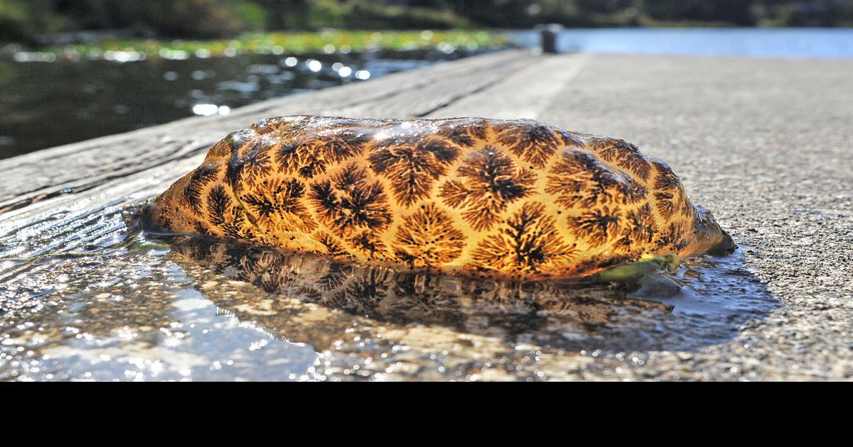 Popular stories | Blob invasion | Local News | wenatcheeworld.com