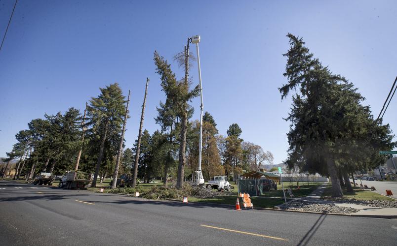 Removing hazard trees gives Washington Park a whole new look | Local ...