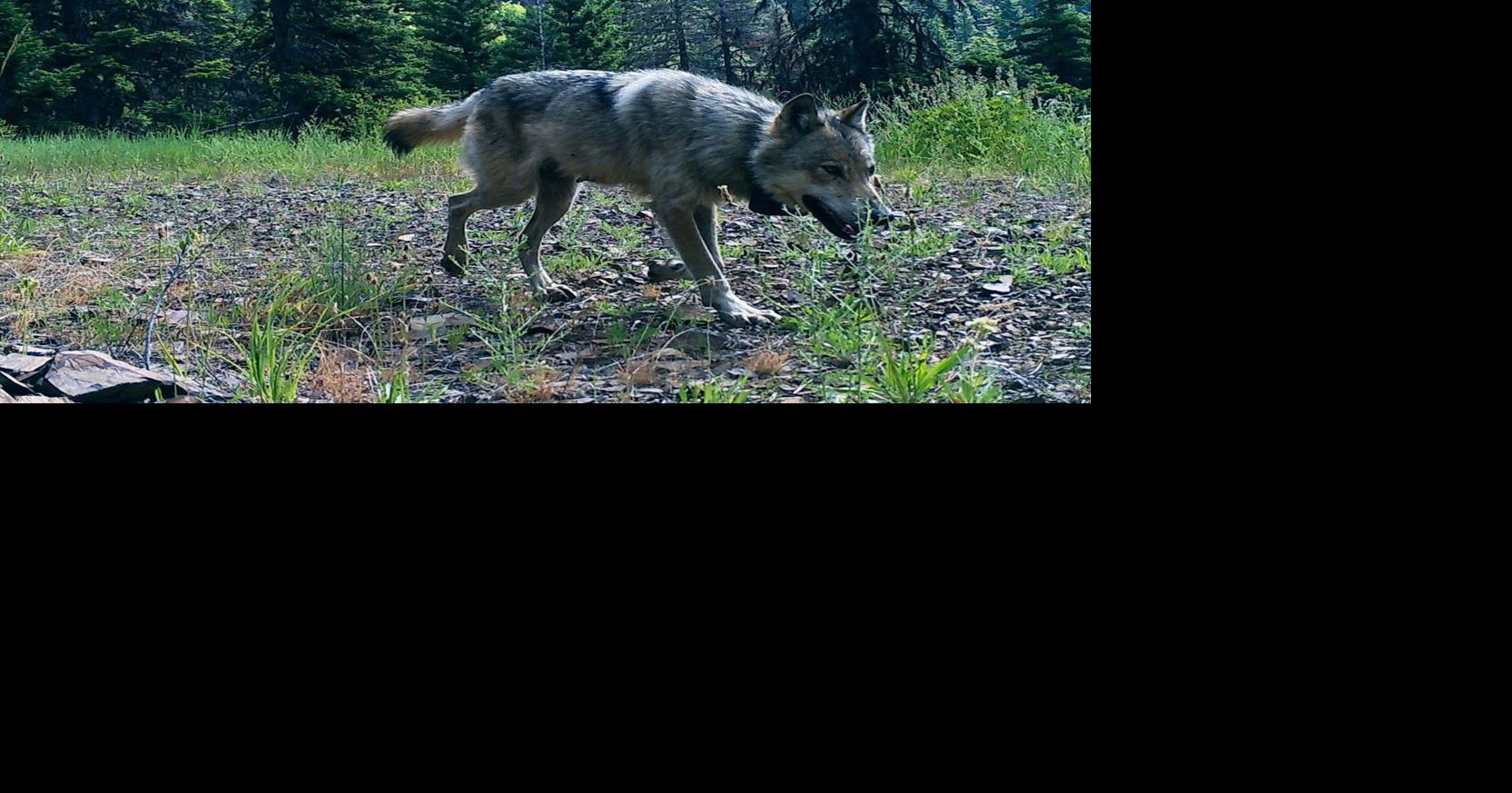 WDFW to lethally remove Dominion wolf, considers Leadpoint wolf removal ...