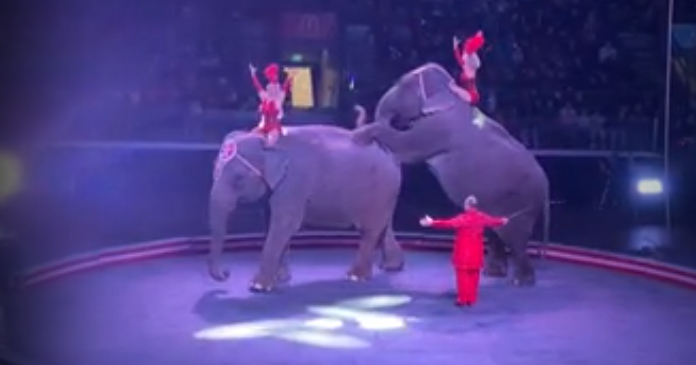 Wenatchee mayor: city considering options on circus animal ban | Local ...