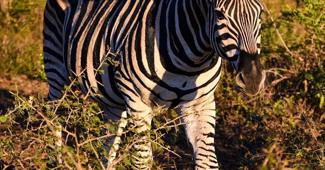 4 zebras make a break for it near North Bend, WA State Patrol says ...