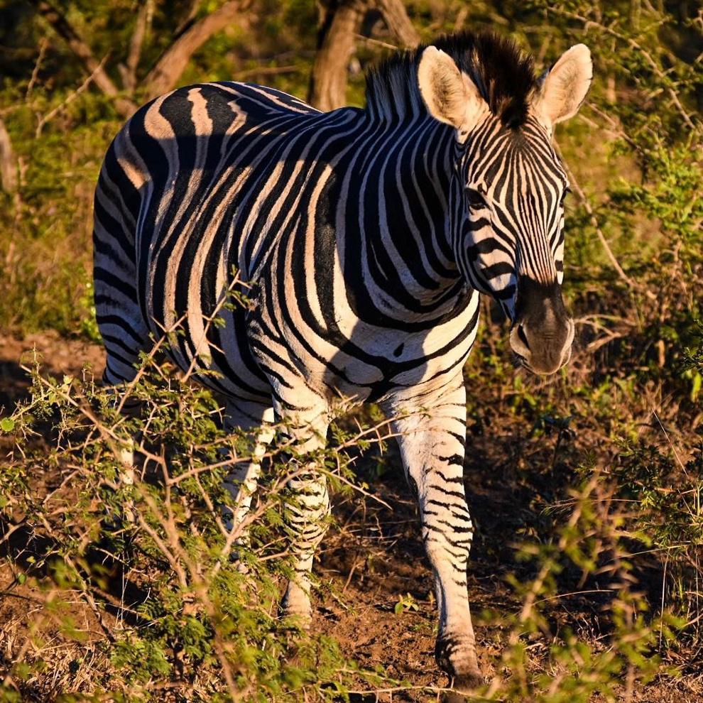 4 zebras make a break for it near North Bend, WA State Patrol says ...