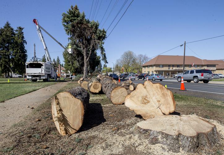 Removing hazard trees gives Washington Park a whole new look | Local ...