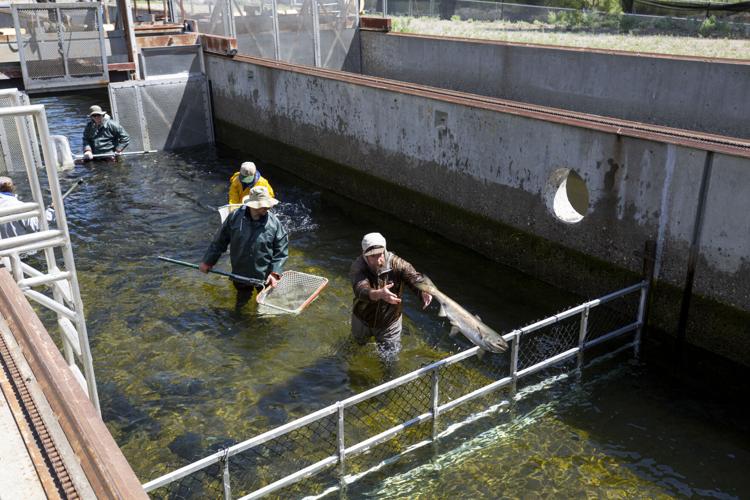 PHOTO GALLERY: Spring Chinook return to hatchery | News ...