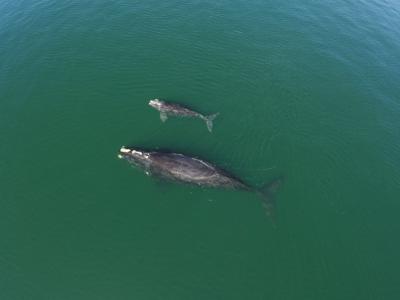 Why helping whales to flourish can help fight climate change ...