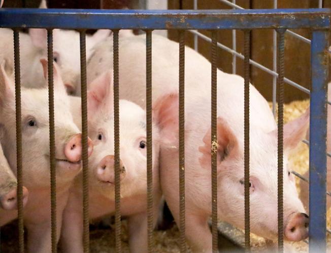 'Taj Mahal for pigs': Quincy High School barn opens | Business ...