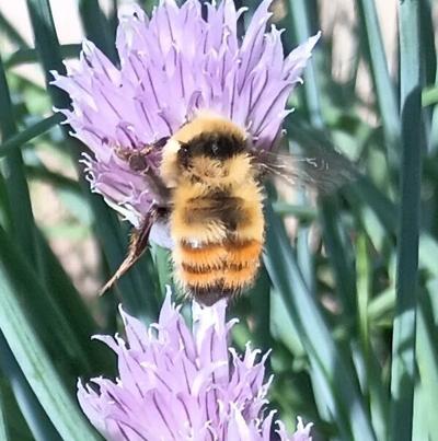 Dear Gabby | Bombus the red-belted bumblebee | Community ...