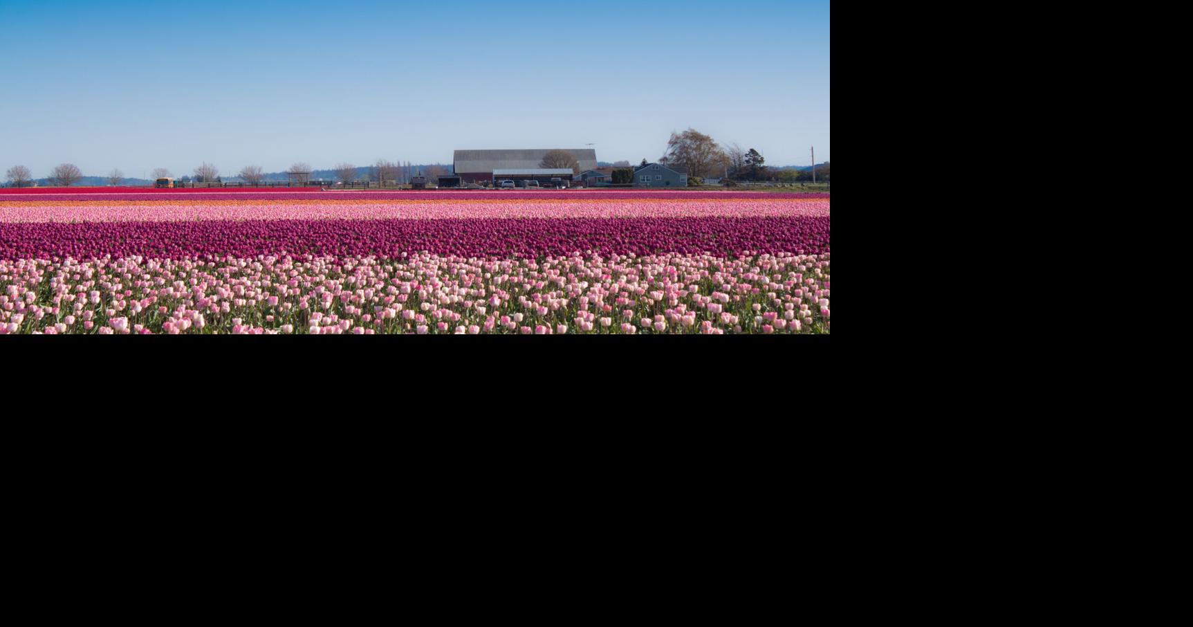 Skagit Valley Tulip Festival 2024: How to experience WA's tulip fields ...