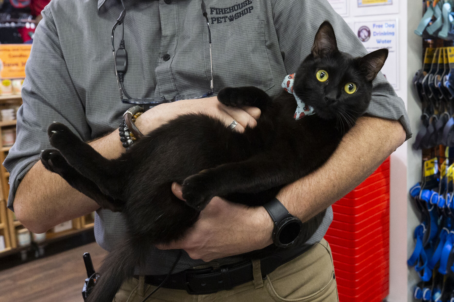 NCW felines take center stage on National Cat Day | News ...